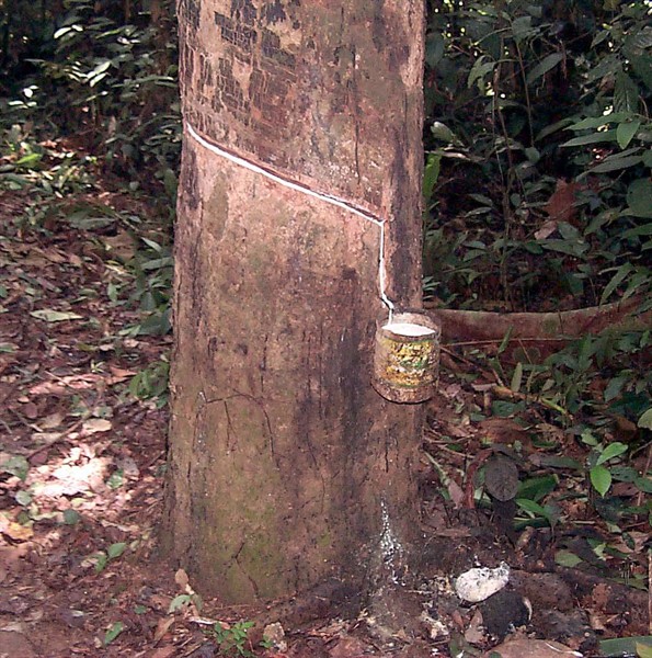 Rubber Tapping Gallery | MalaysiaFlora.com